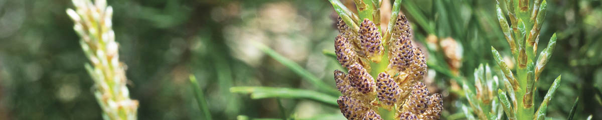 RAW Forest Foods » Premium Pine Pollen, Adaptogens & Herbal Supplements